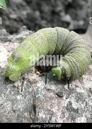 Blinded Sphinx (Paonias excaecata), Insecta, Mile Island Moth Sheet ...
