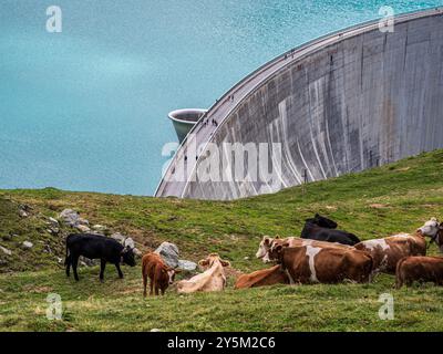 Herd of cows, dam of the Moiry lake, tourist on the dam, Lac de Moiry ...