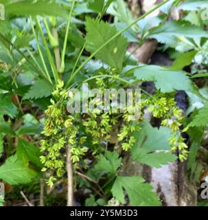 Shrub Yellowroot (Xanthorhiza simplicissima) Plantae Stock Photo - Alamy