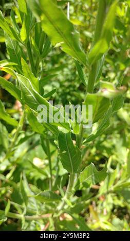 biennial beeblossom (Oenothera gaura) Plantae Stock Photo - Alamy