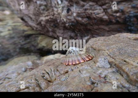 Orange-edged limpet (Cellana solida) Mollusca Stock Photo - Alamy