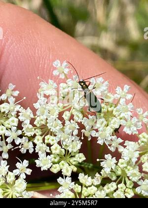(Chrysanthia geniculata) Insecta Stock Photo - Alamy