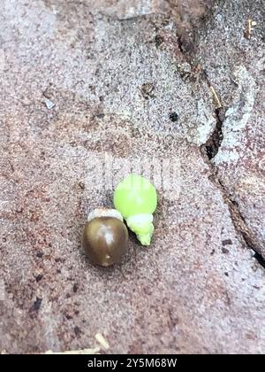 Whip Nutrush (Scleria triglomerata) Plantae Stock Photo - Alamy