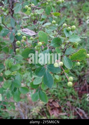 sparkleberry (Vaccinium arboreum) Plantae Stock Photo - Alamy