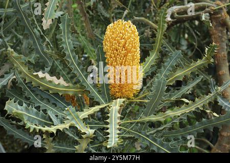 Banksia ashbyi, banksia, banksia, silver tree plant, golden banksia ...