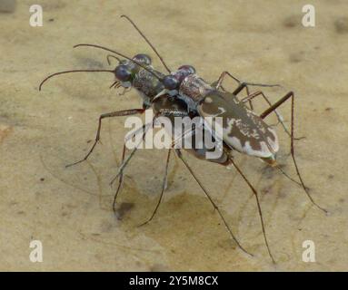 Margined Tiger Beetle (Ellipsoptera marginata) Insecta Stock Photo - Alamy