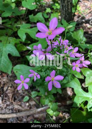 Rosepink (Sabatia angularis) Plantae Stock Photo - Alamy