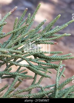 Sierra juniper (Juniperus grandis) Plantae Stock Photo - Alamy