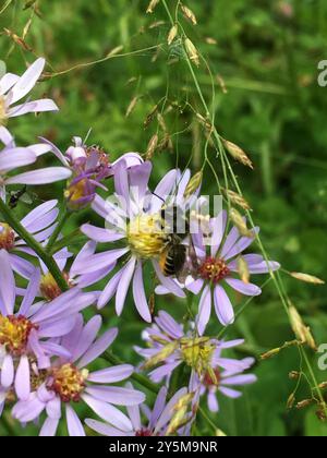 Golden-tailed Leafcutter Bee (Megachile relativa Stock Photo - Alamy
