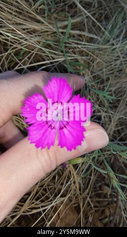 Chinese-pink (Dianthus chinensis) Plantae Stock Photo - Alamy