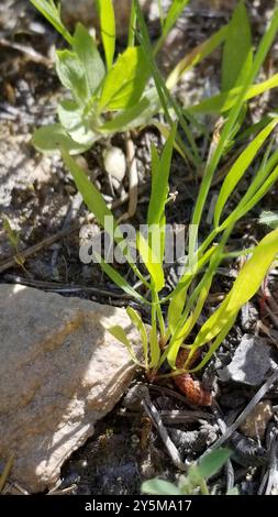 California yampah (Perideridia californica), Plantae, Henry W. Coe ...