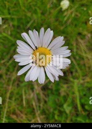 Wandering daisy (Erigeron peregrinus), Plantae, Comox Valley, BC ...