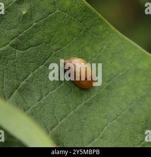 Amber Snails (Succineidae) Mollusca Stock Photo - Alamy