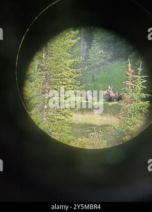 Shiras Moose (Alces alces shirasi) Mammalia Stock Photo - Alamy