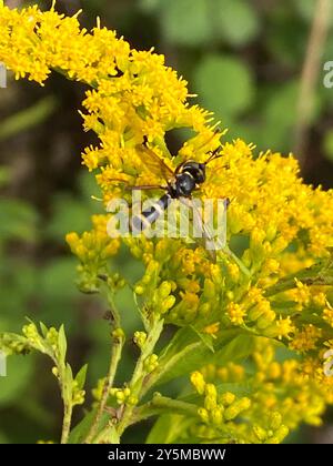 (Conops quadrifasciatus) Insecta Stock Photo - Alamy