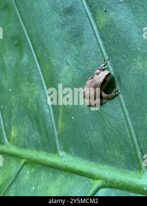 Robust Kajika Frog (Buergeria robusta) Amphibia Stock Photo - Alamy