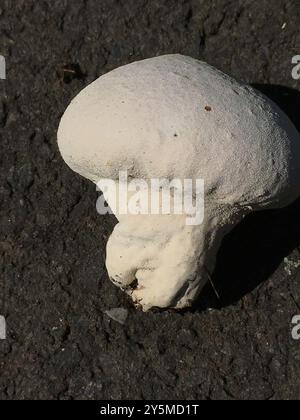 Meadow Puffball (Lycoperdon pratense) Fungi Stock Photo - Alamy