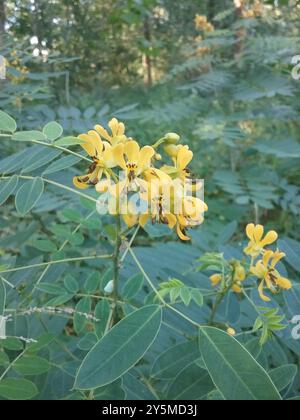 American senna (Senna hebecarpa) Plantae Stock Photo - Alamy