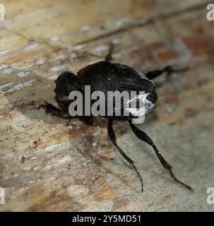(Sisyphus schaefferi) Insecta Stock Photo - Alamy