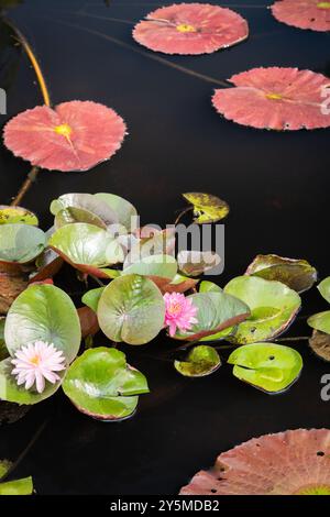Water lilies are in full bloom at a park in Shenyang City, northeast ...