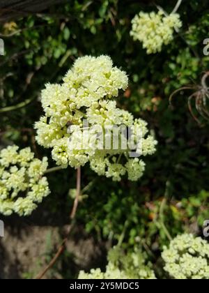 subalpine sulphur flower buckwheat (Eriogonum umbellatum majus) Plantae ...