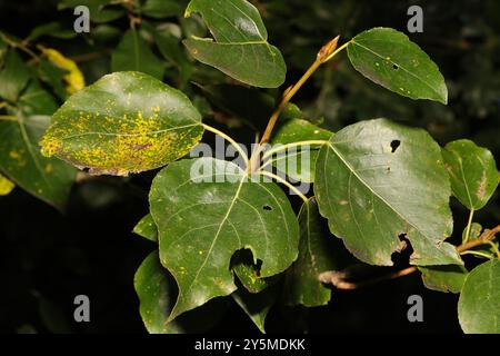 hybrid balsam-poplar (Populus × hastata) Plantae Stock Photo - Alamy