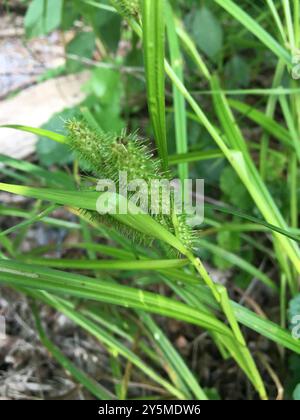 Frank's sedge (Carex frankii) Plantae Stock Photo - Alamy