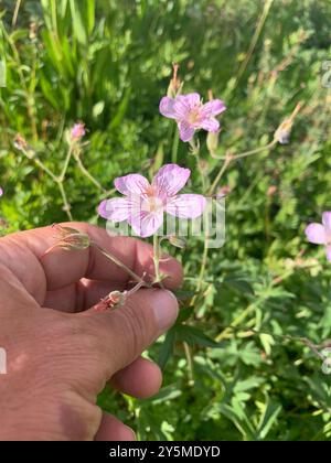 sticky geranium (Geranium viscosissimum) Plantae Stock Photo - Alamy
