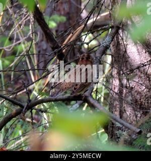 Rustic Bunting (Emberiza rustica) Aves Stock Photo - Alamy
