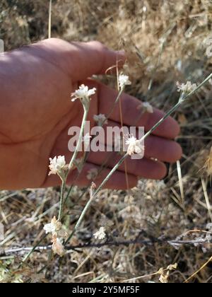 Snow Buckwheat (Eriogonum niveum), Plantae, Kootenay Boundary, BC ...