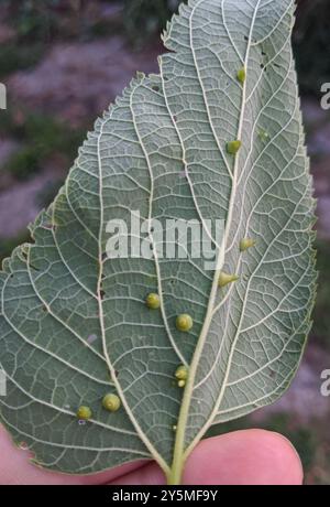 Hackberry Thorn Gall Midge (Celticecis spiniformis) Insecta Stock Photo ...