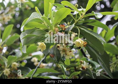(Drimys granadensis) Plantae Stock Photo - Alamy