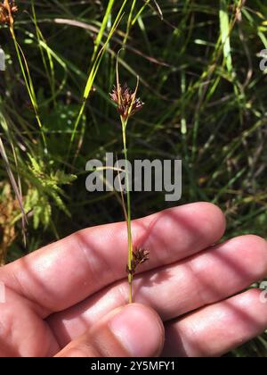brownish beaked-rush (Rhynchospora capitellata) Plantae Stock Photo - Alamy