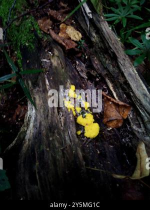 true slime molds (Myxomycetes) Protozoa Stock Photo - Alamy