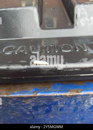 Cyclorrhaphan Flies (Cyclorrhapha) Insecta Stock Photo - Alamy