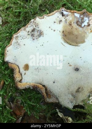 Bay Polypore (Picipes badius) Fungi Stock Photo - Alamy