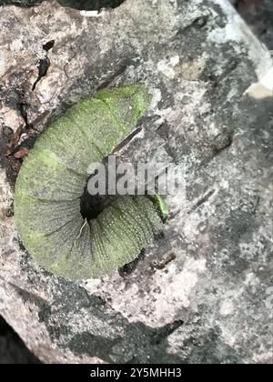 Blinded Sphinx (Paonias excaecata), Insecta, Mile Island Moth Sheet ...