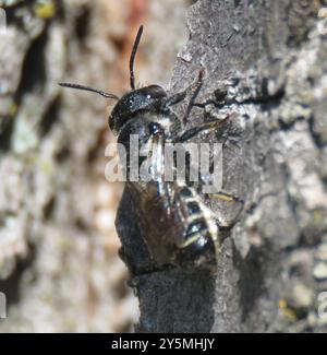 (Megachile angelarum) Insecta Stock Photo - Alamy