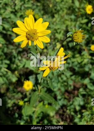 showy goldeneye (Heliomeris multiflora) Plantae Stock Photo - Alamy