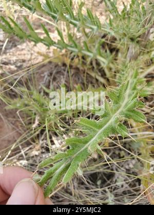 prairie thistle (Cirsium canescens) Plantae Stock Photo - Alamy