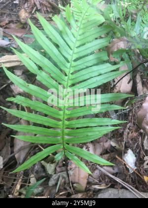 Chain Fern Family (Blechnaceae) Plantae Stock Photo - Alamy