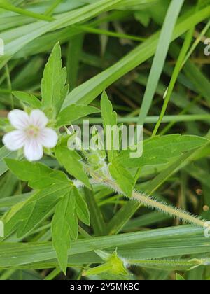 Siberian Crane's-bill (Geranium sibiricum) Plantae Stock Photo - Alamy