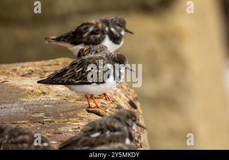 Turnstone wader bird hanging around a harbour on the coat Stock Photo ...