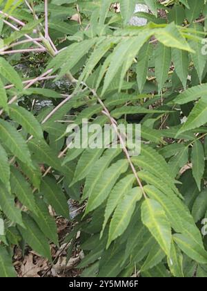 smooth sumac (Rhus glabra) Plantae Stock Photo - Alamy