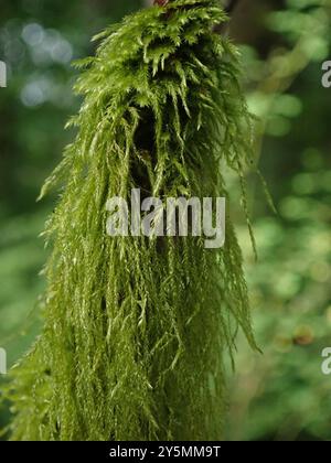 Cat's Tail Moss (Pseudisothecium stoloniferum Stock Photo - Alamy