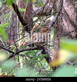Rustic Bunting (Emberiza rustica) Aves Stock Photo - Alamy