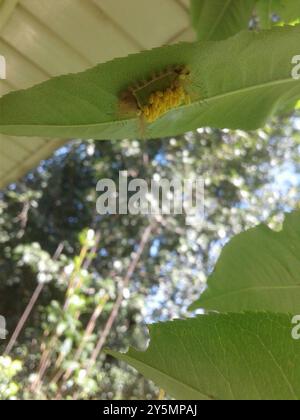 Saddleback Caterpillar Parasitoid Wasp (Cotesia empretiae) Insecta ...