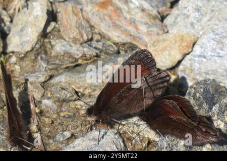 Water ringlet (Erebia pronoe) Insecta Stock Photo - Alamy