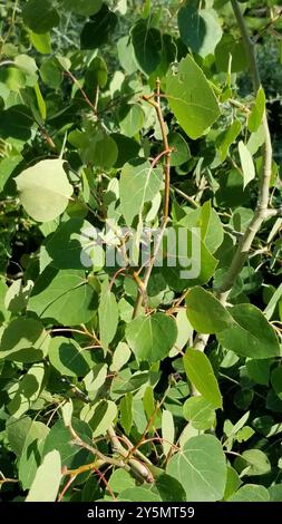 trembling aspen (Populus tremuloides) Plantae Stock Photo - Alamy