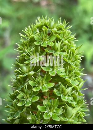 fly poison (Amianthium muscitoxicum) Plantae Stock Photo - Alamy